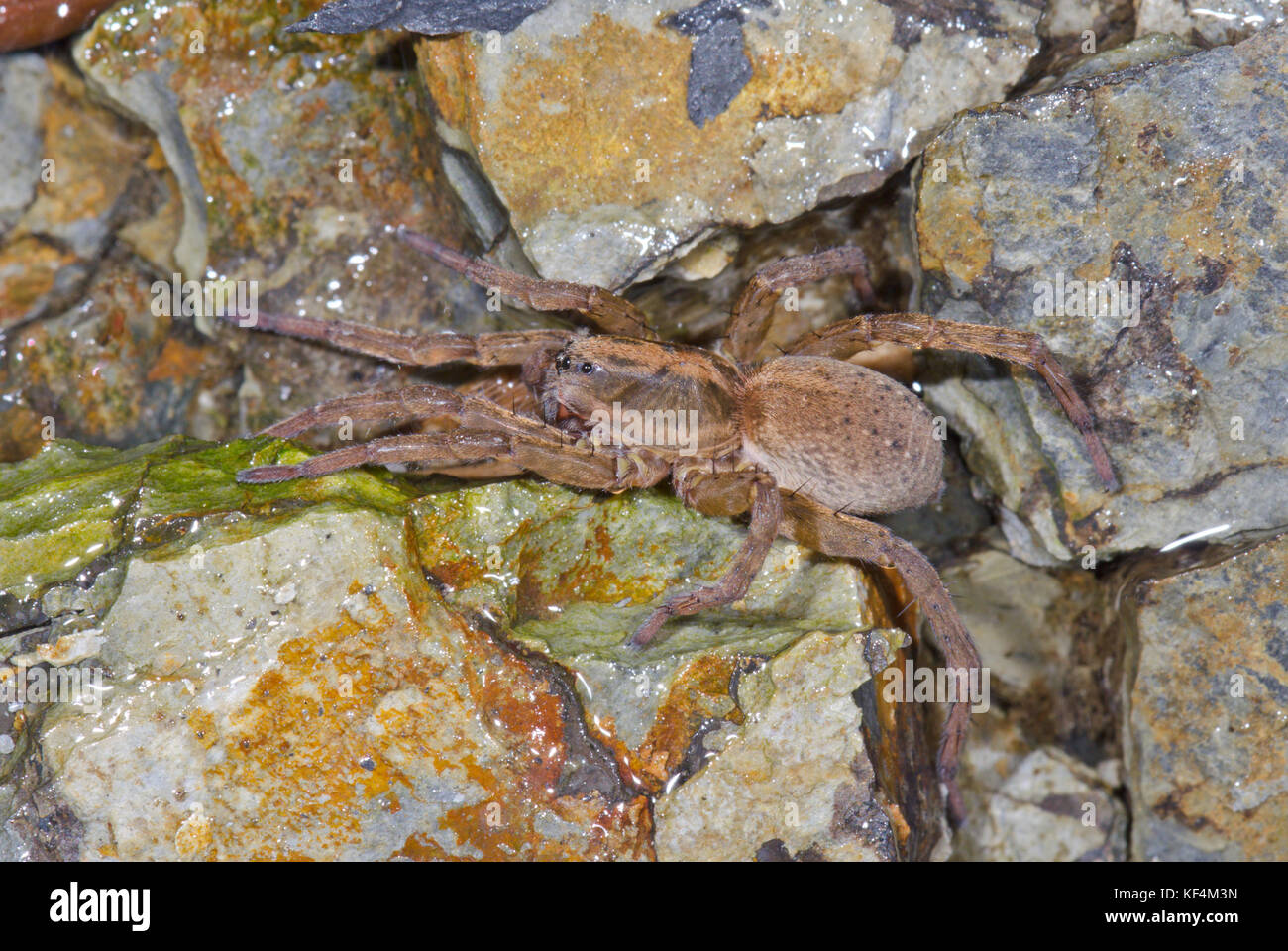 Rustic Wolf spider (Trochosa ruricola) in Sea Water. Lycosidae ...