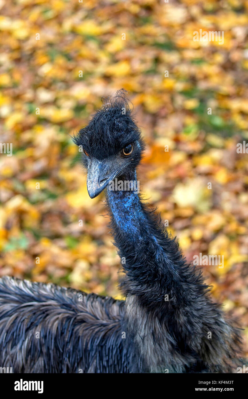 Dromaius, a portrait Stock Photo - Alamy