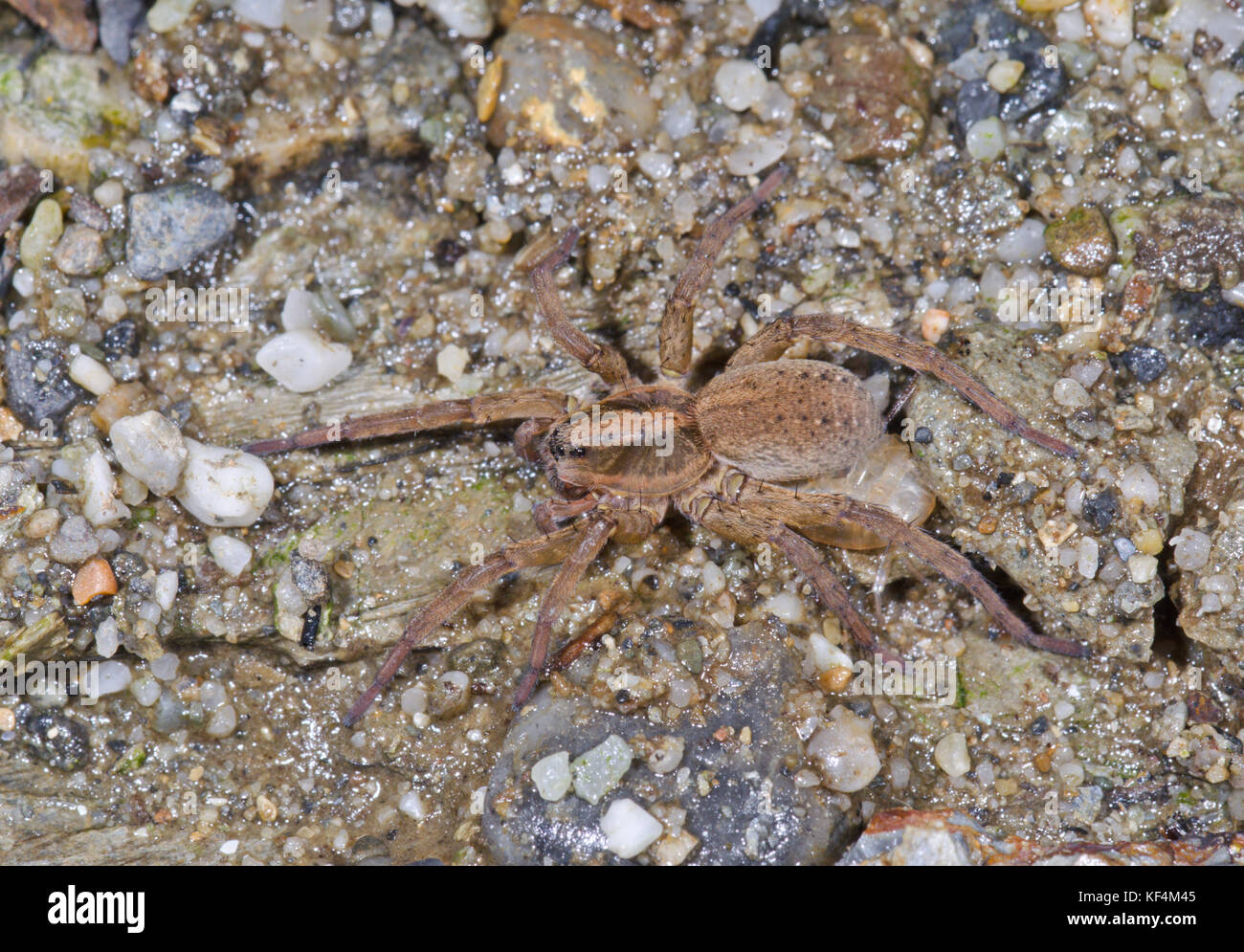 Rustic Wolf spider (Trochosa ruricola) on Cornish Beach Stock Photo - Alamy