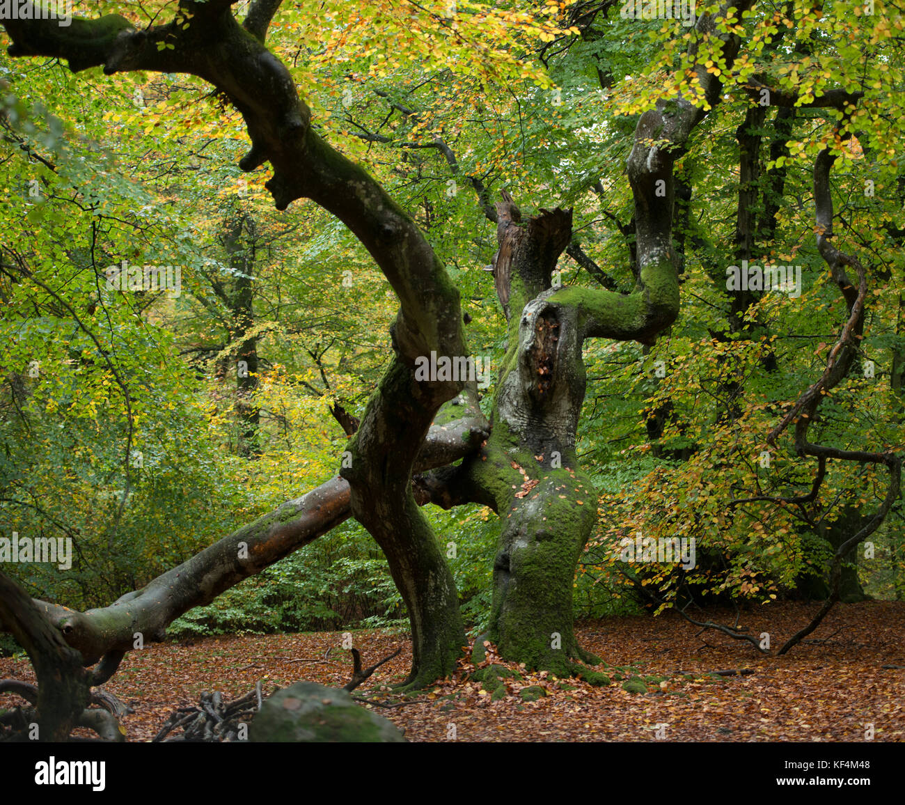 Cross-grained beech trees looks like a dancing siren of the woods with ...