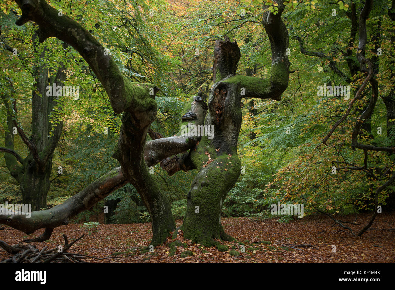Cross-grained beech trees looks like a dancing siren of the woods with ...