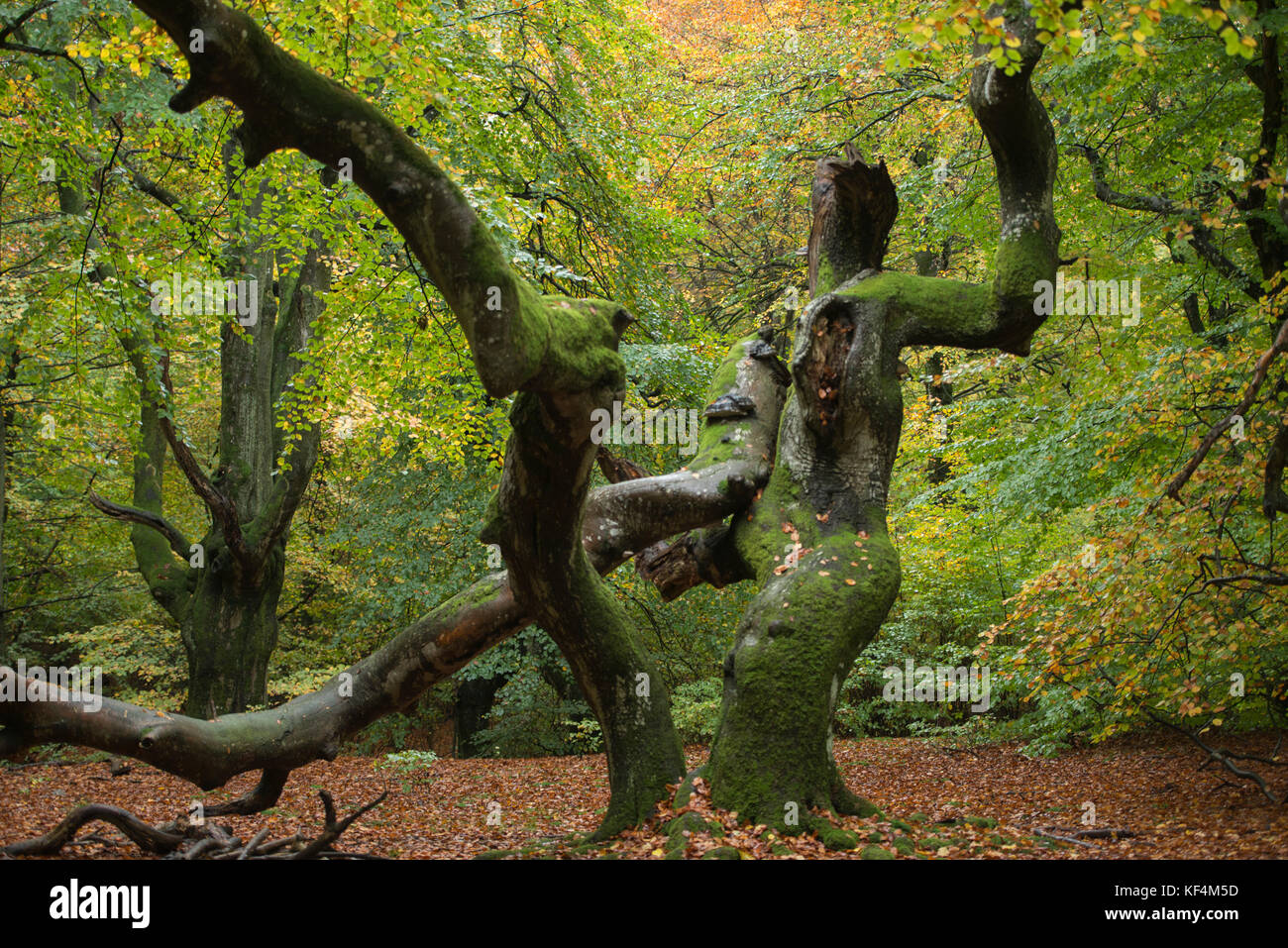 Cross-grained beech trees looks like a dancing siren of the woods with ...