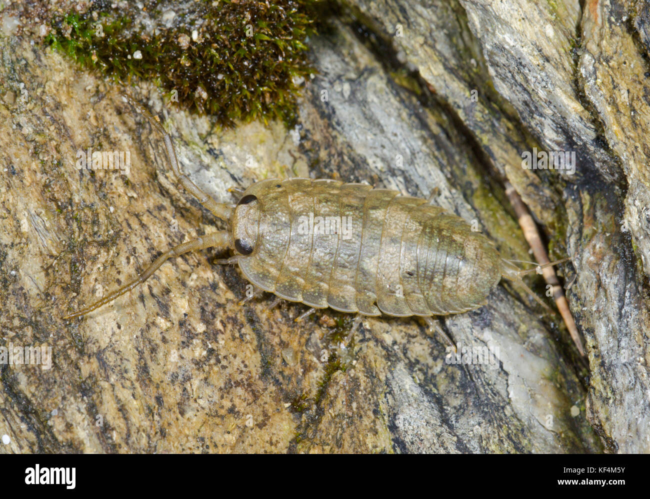 Sea Slater (Ligia oceanica) on slate at low tide. Marine Isopod Stock ...