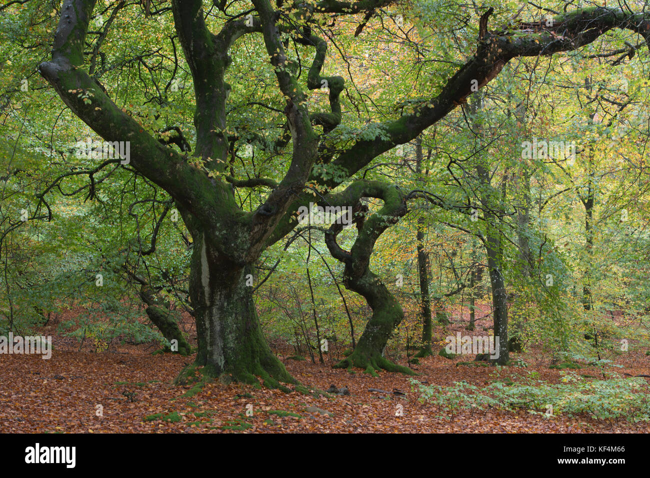 Cross-grained beech trees in the Trollforest, Torna Hällestad Sweden ...