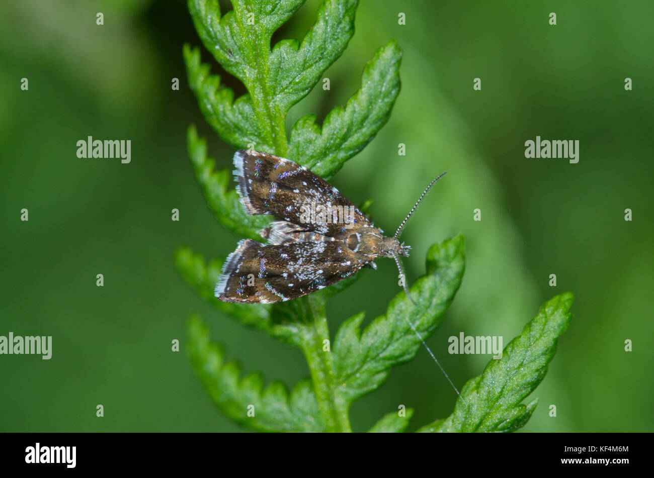 Silver-dot Twitcher Micro Moth (Prochoreutis sehestediana) on fern ...