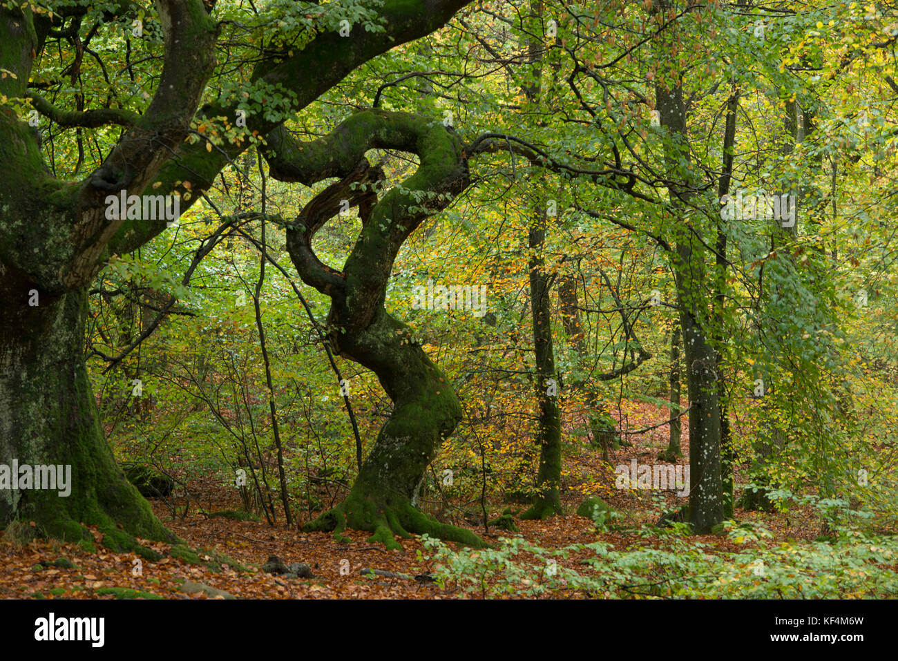 Cross-grained beech trees in the Trollforest, Torna Hällestad Sweden ...