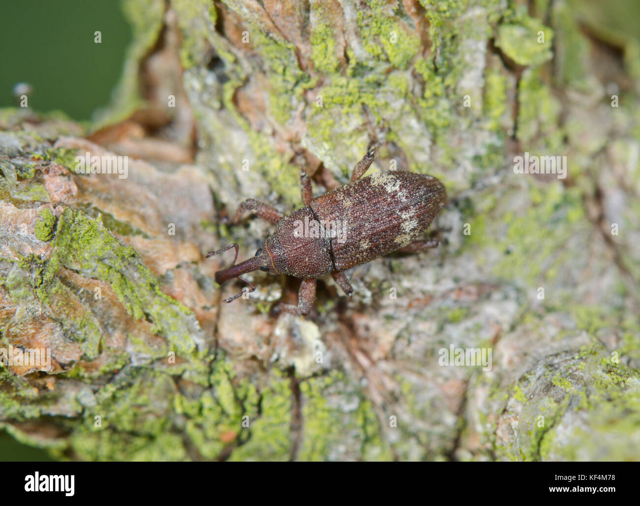 Pissodes castaneus hi-res stock photography and images - Alamy