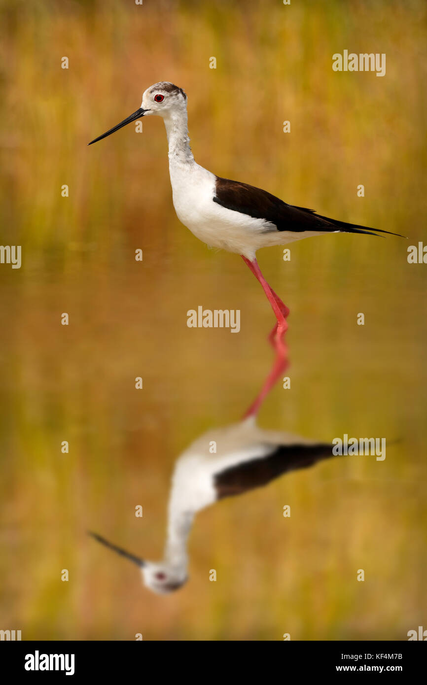 Stilt in a pond looking for food in Spain Stock Photo - Alamy