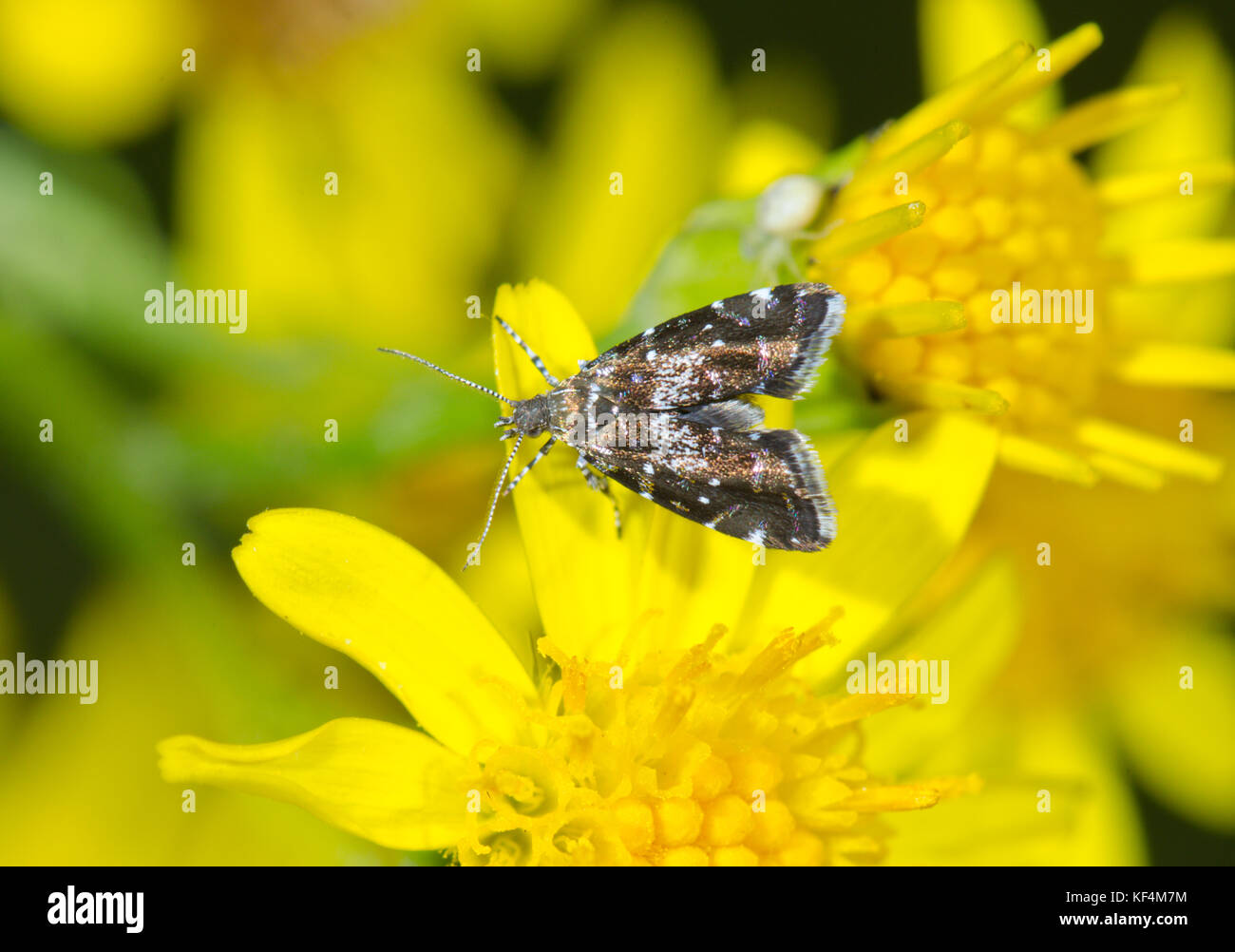 Day flying moths hi-res stock photography and images - Alamy
