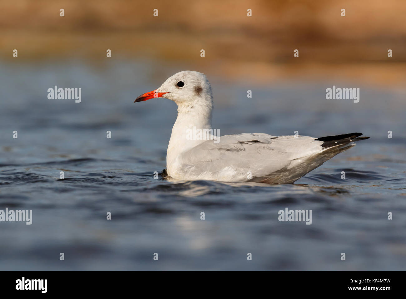 Wild gull of interior swimming in a lake Stock Photo - Alamy