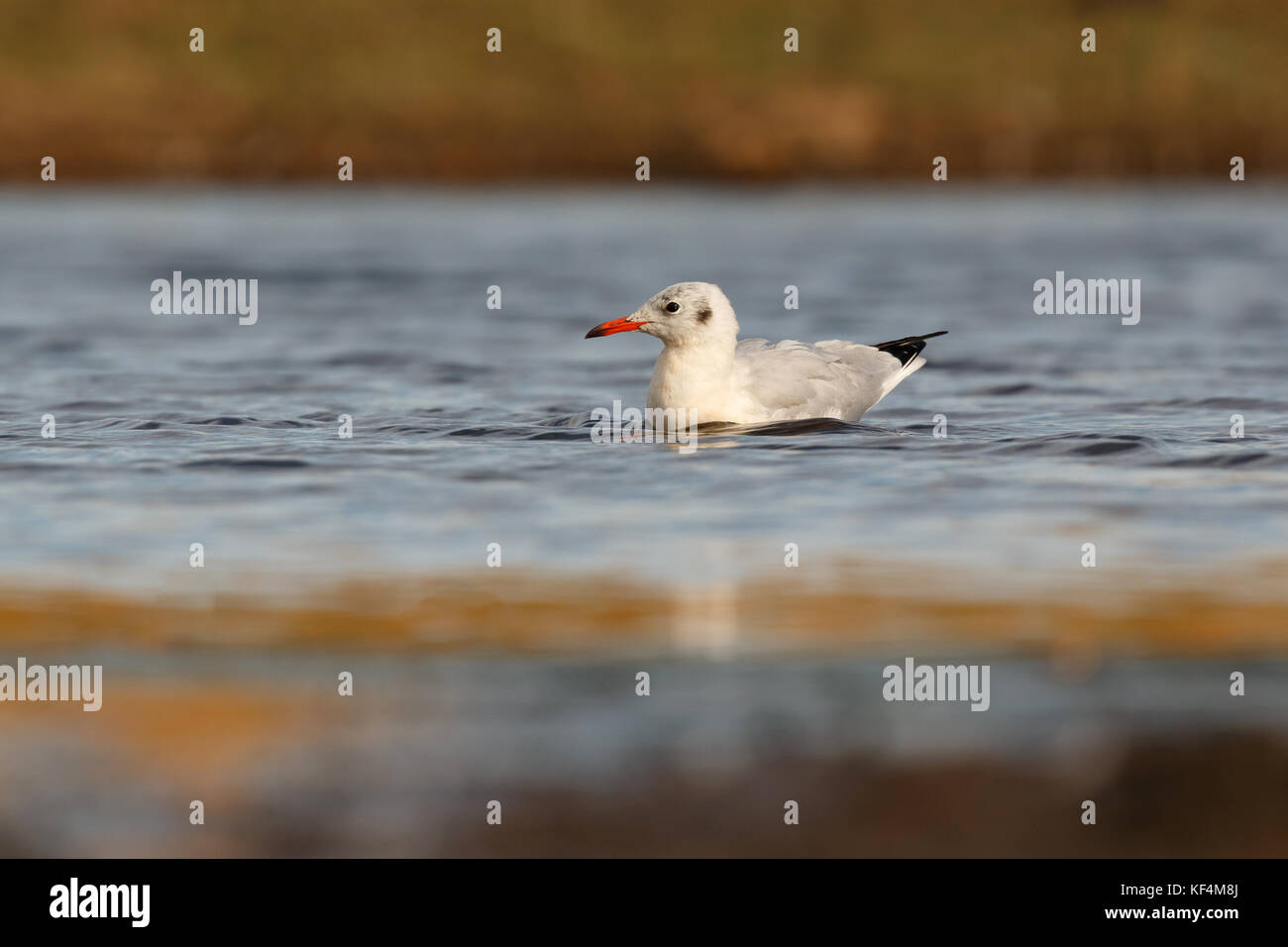 Wild gull of interior swimming in a lake Stock Photo - Alamy
