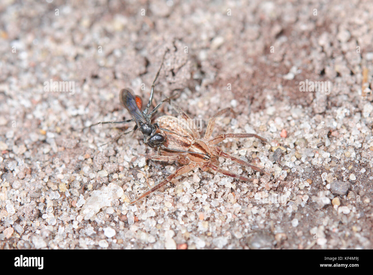 Pompilid spider wasp hi-res stock photography and images - Alamy