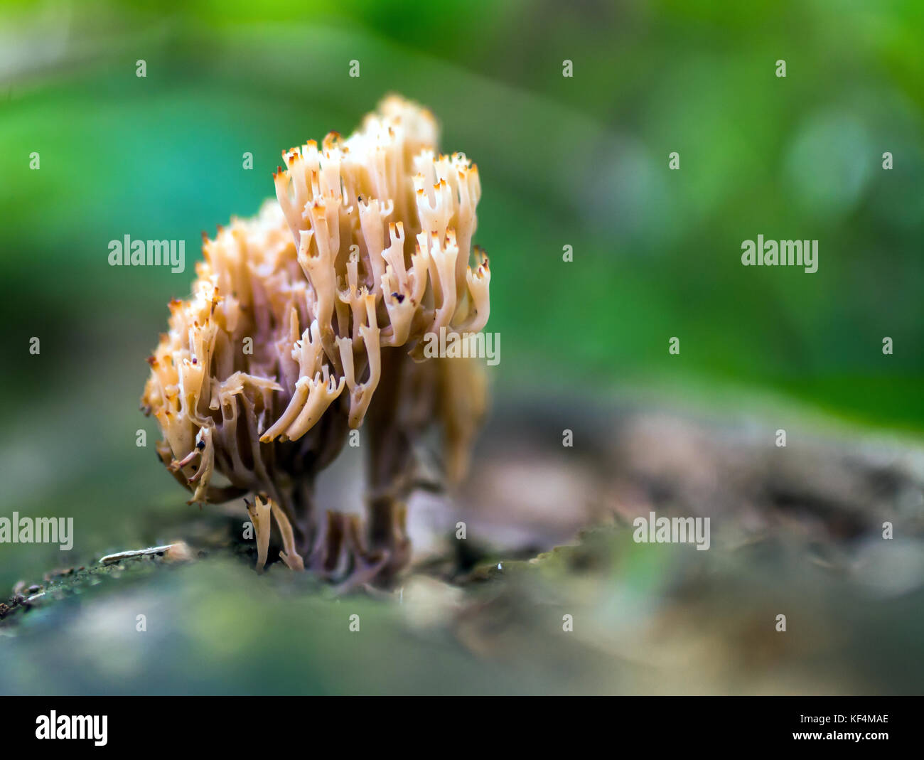 Coral mushroom (Ramaria botrytis) also known as pink-tipped fungi Stock ...