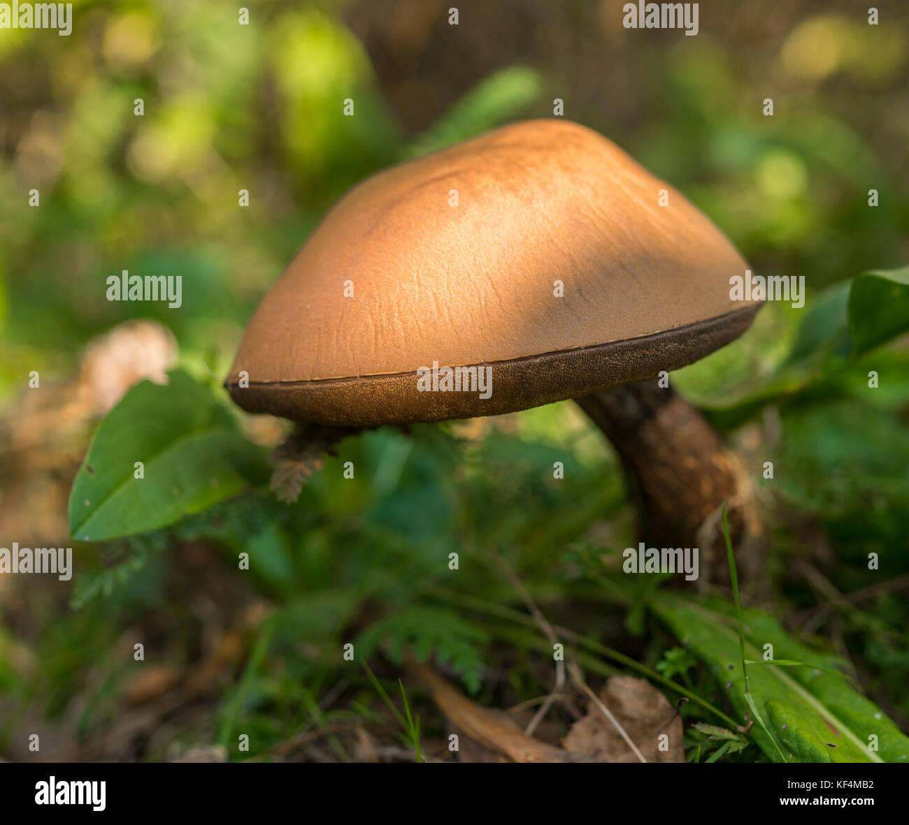 Cep mushroom (Boletus edulis) in the forest, closeup shot Stock Photo ...
