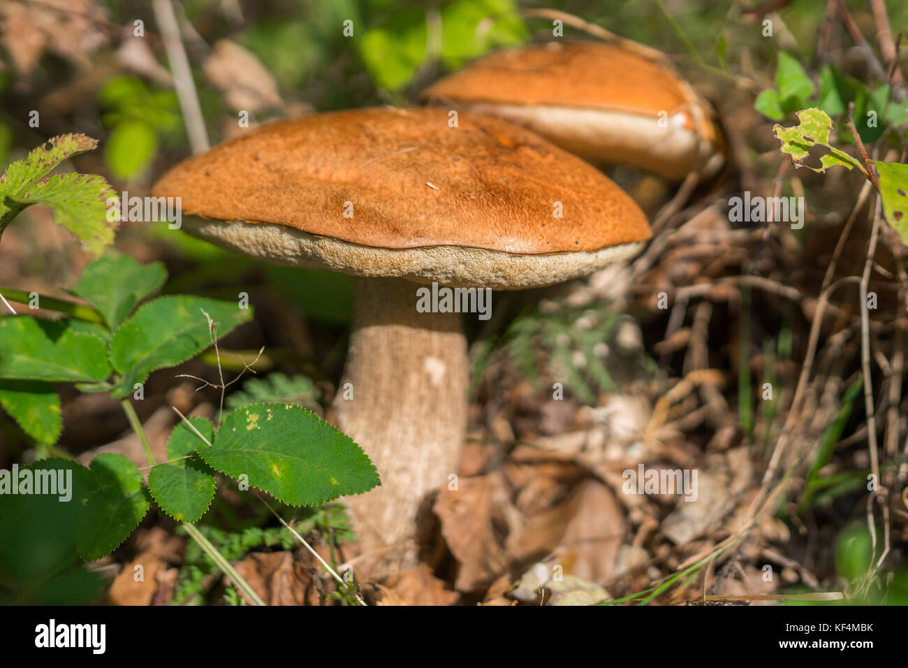 Cep mushroom (Boletus edulis) in the forest, closeup shot Stock Photo ...