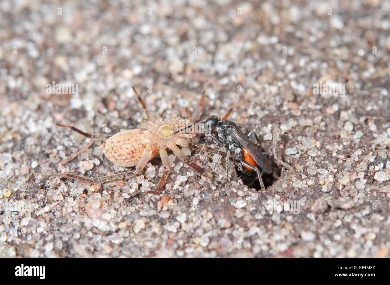 Priocnemis High Resolution Stock Photography and Images - Alamy