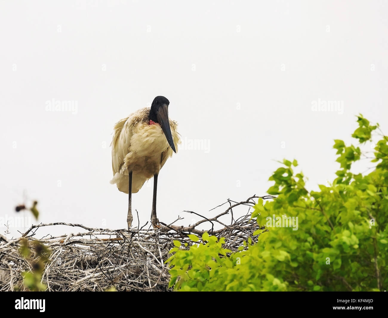 Tuiuiu bird on his nest over a tree. Bird of Pantanal, Brazil Stock ...