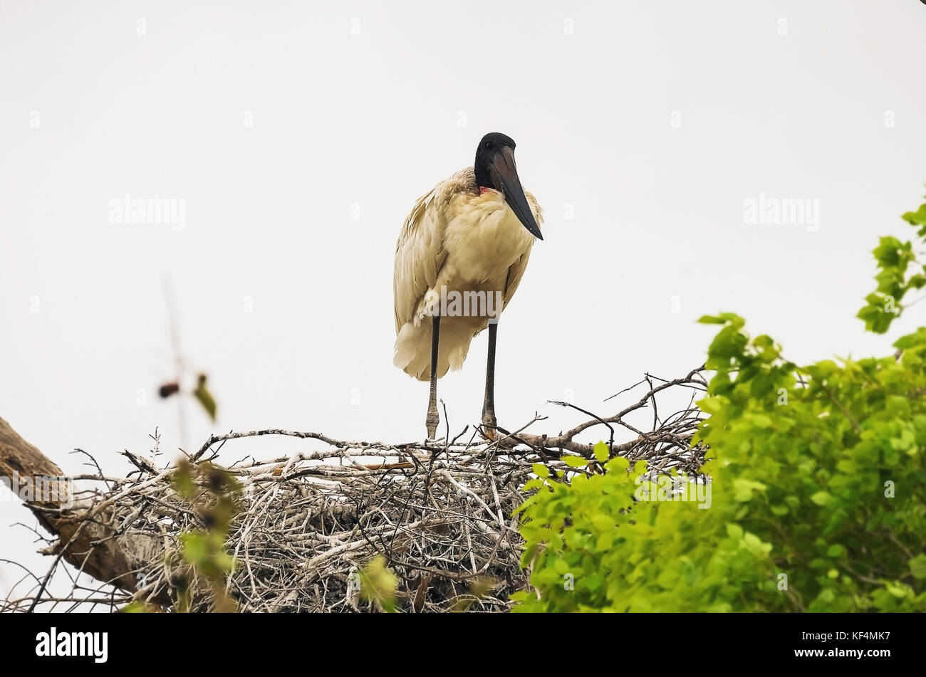 Tuiuiu hi-res stock photography and images - Alamy