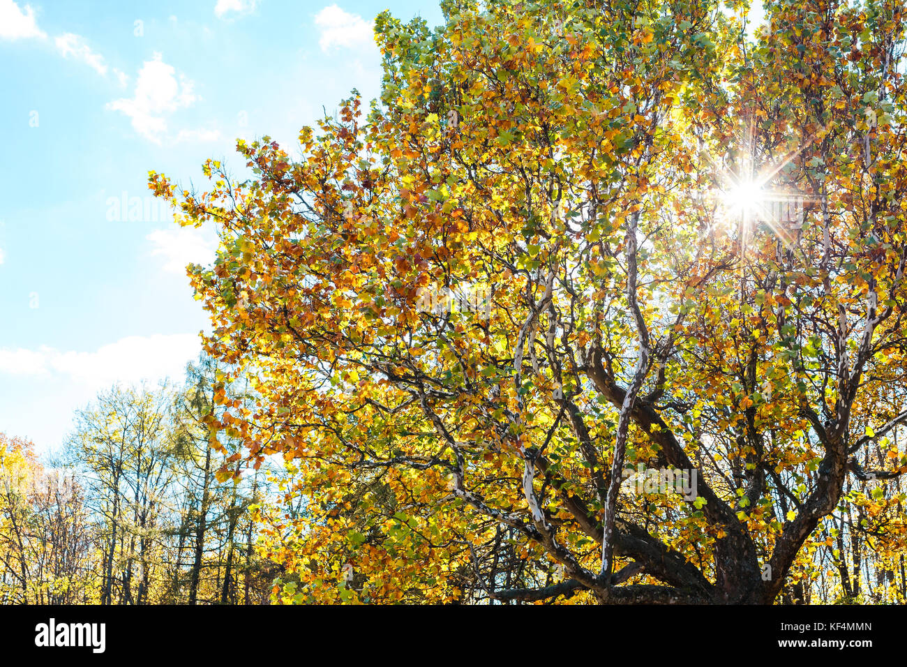 Old huge plane tree with yellow foliage against sunny sky in autumn ...