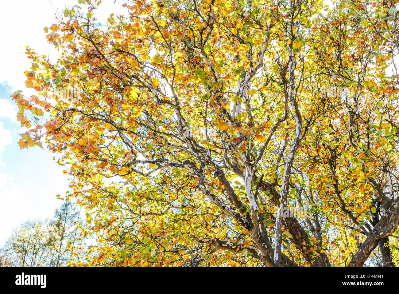 Old huge plane tree with yellow foliage against sunny sky in autumn ...