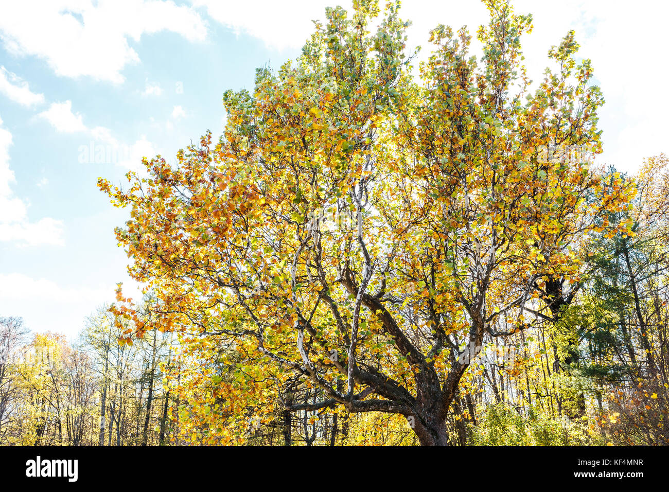 Old huge plane tree with yellow foliage against sunny sky in autumn ...