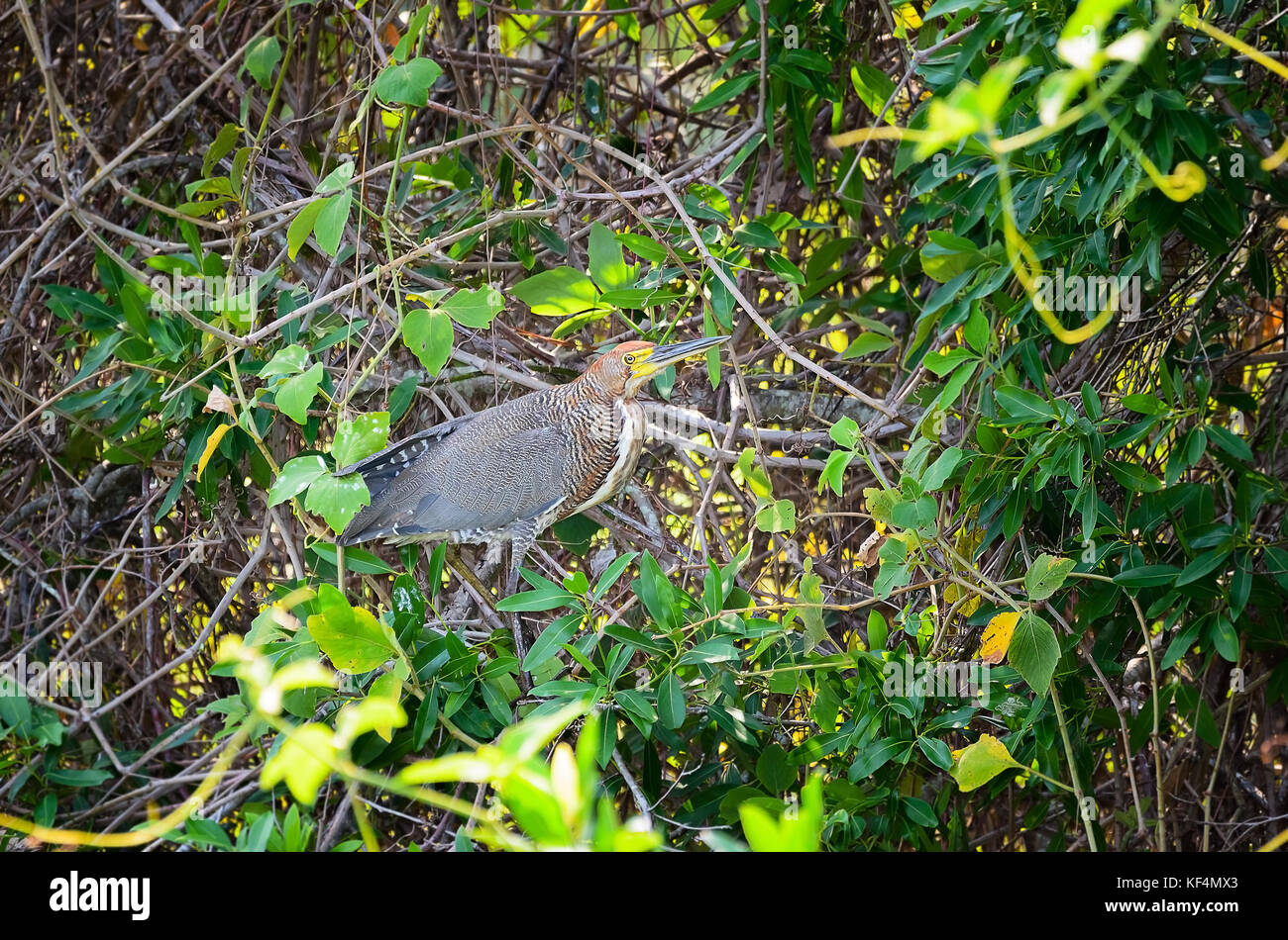 Tigrisoma lineatum bird, also known as Soco-boi in Brazil. Wild bird on ...