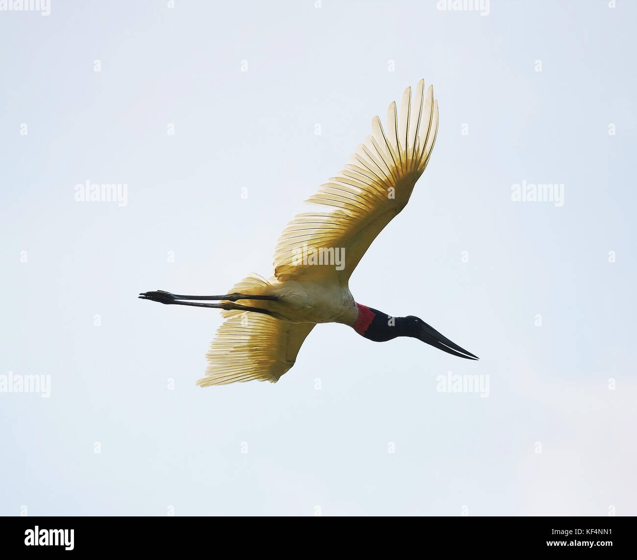 Tuiuiu bird flying free on Pantanal, Brazil Stock Photo - Alamy
