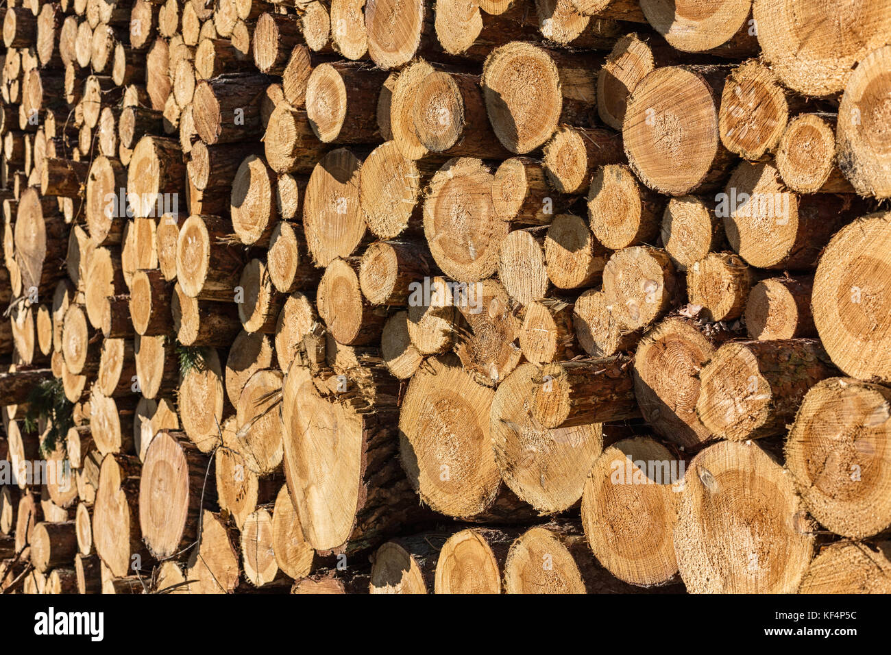 Stacked tree trunks in the sun Stock Photo - Alamy