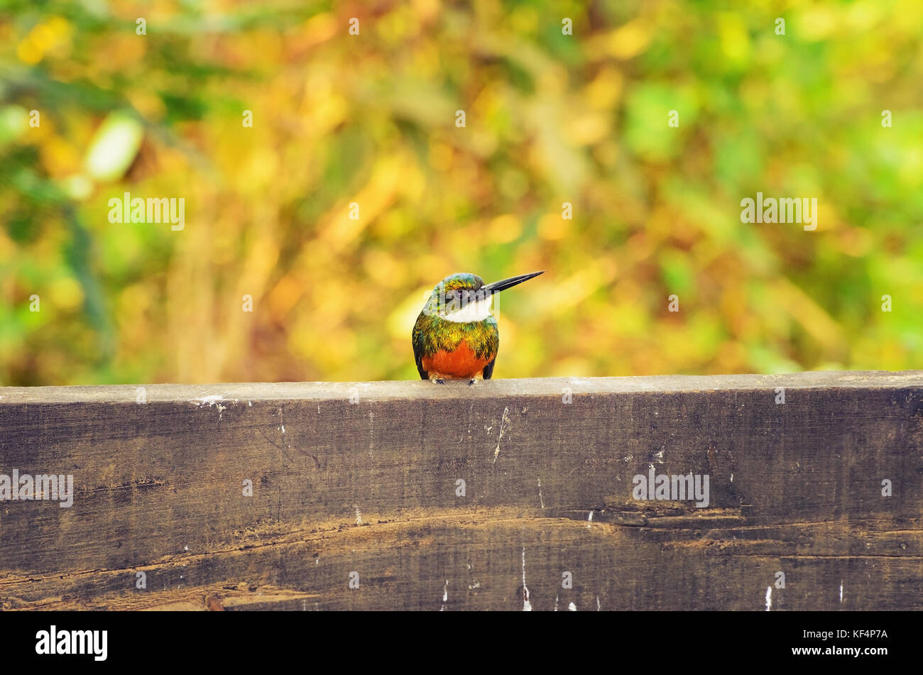 Green-tailed Jacamar bird. Green and yellow bird with tons of cyan and ...