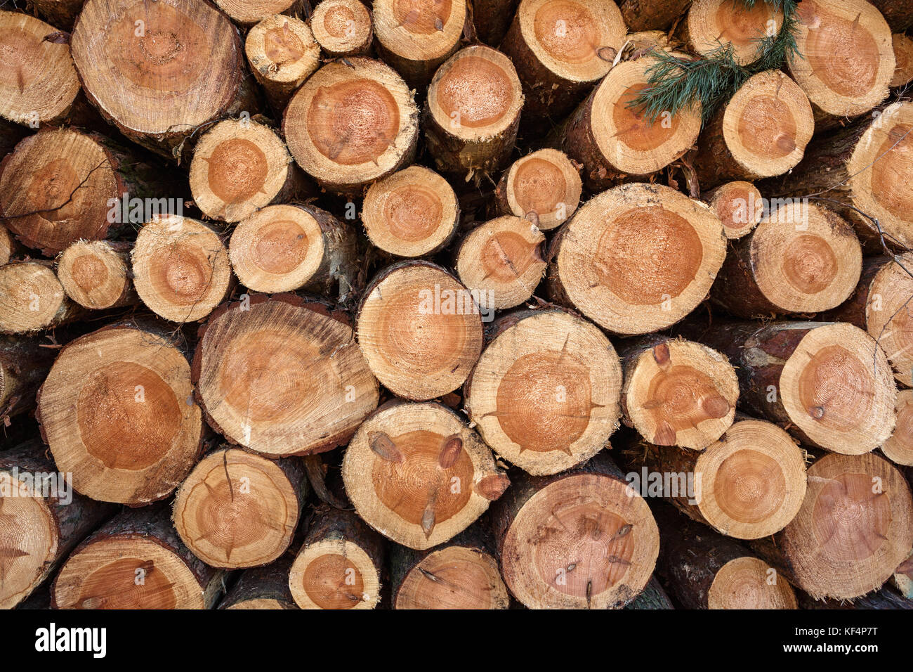 Stack of tree trunks Stock Photo - Alamy