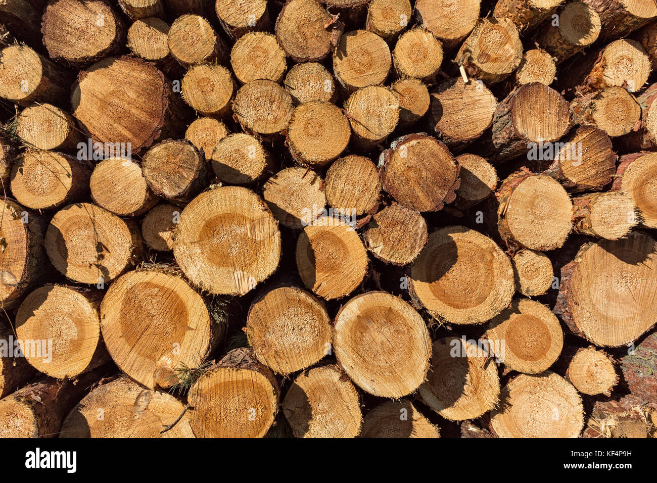 Stacked tree trunks in the sun Stock Photo - Alamy