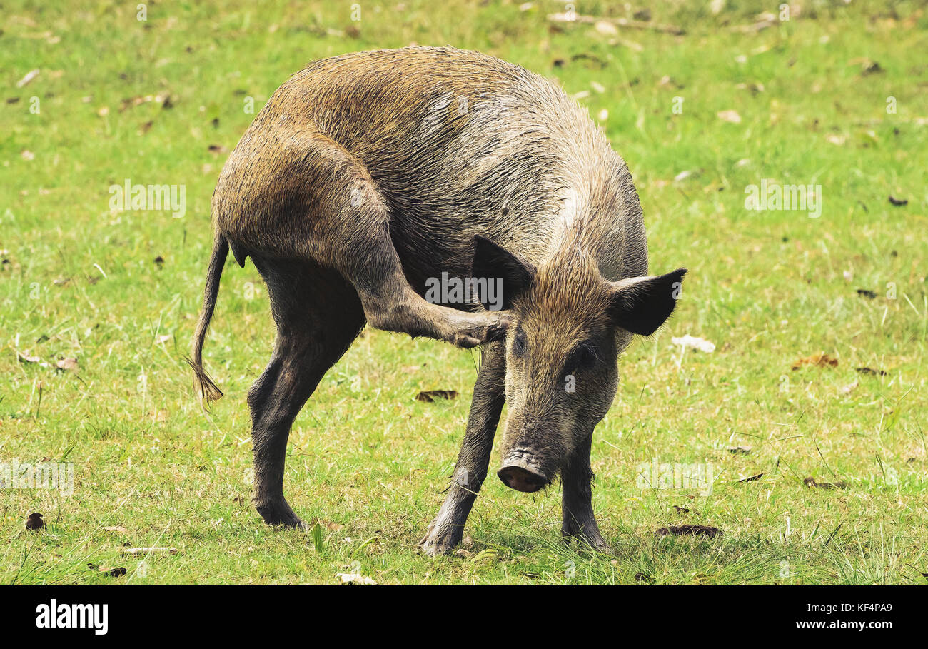 Wild dirty pig scratching himself on a green grass of Pantanal in ...