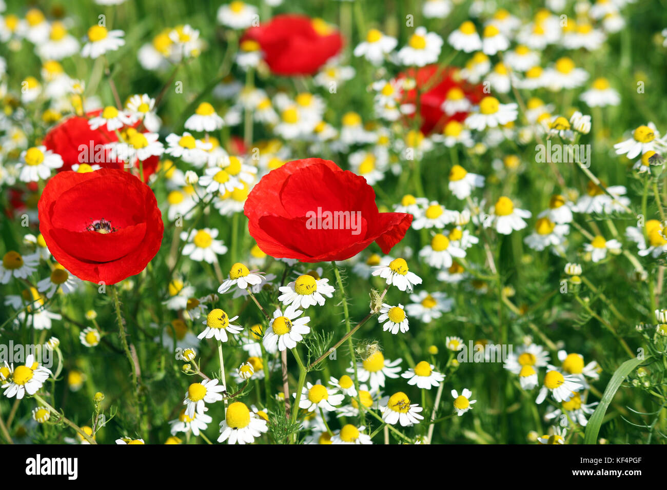 poppy and chamomile flowers spring season Stock Photo - Alamy