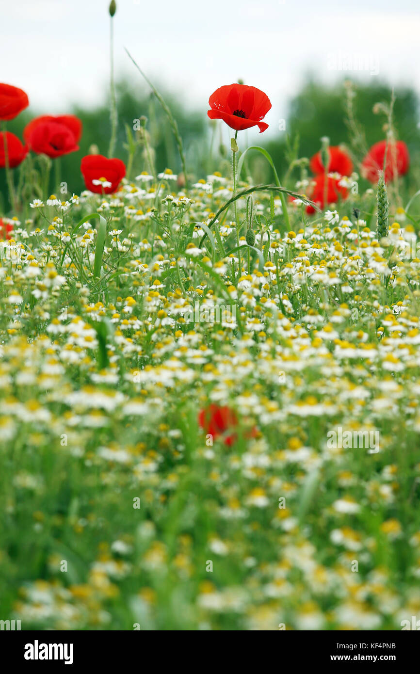 Spring season nature hi-res stock photography and images - Alamy