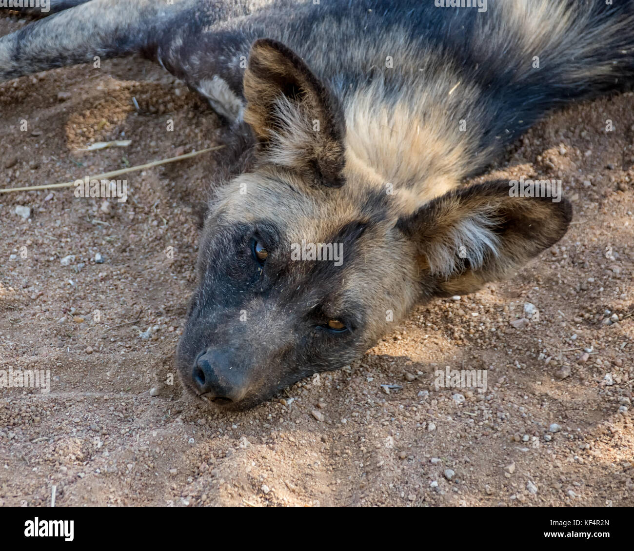 An African Wild Dog in Namibian savanna Stock Photo - Alamy