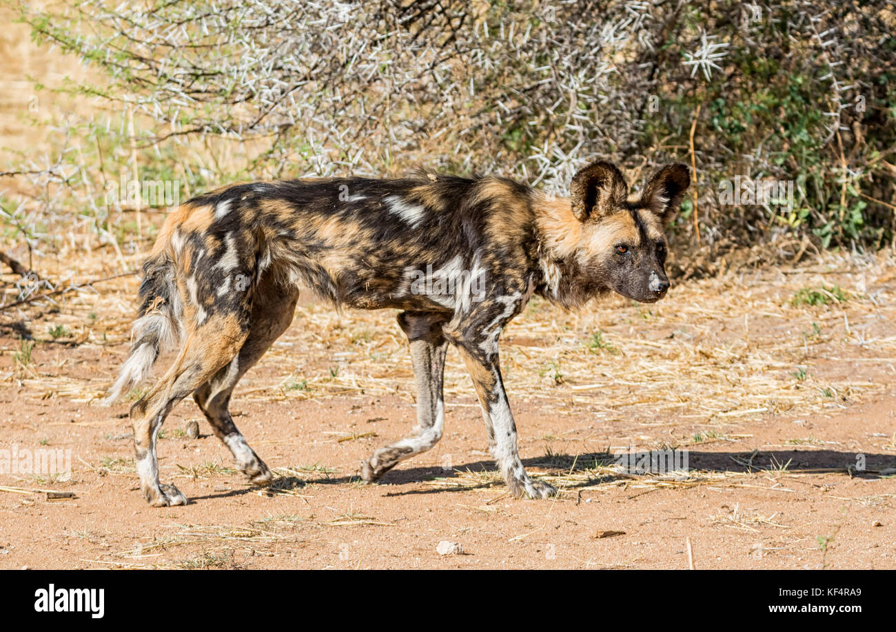 An African Wild Dog in Namibian savanna Stock Photo - Alamy