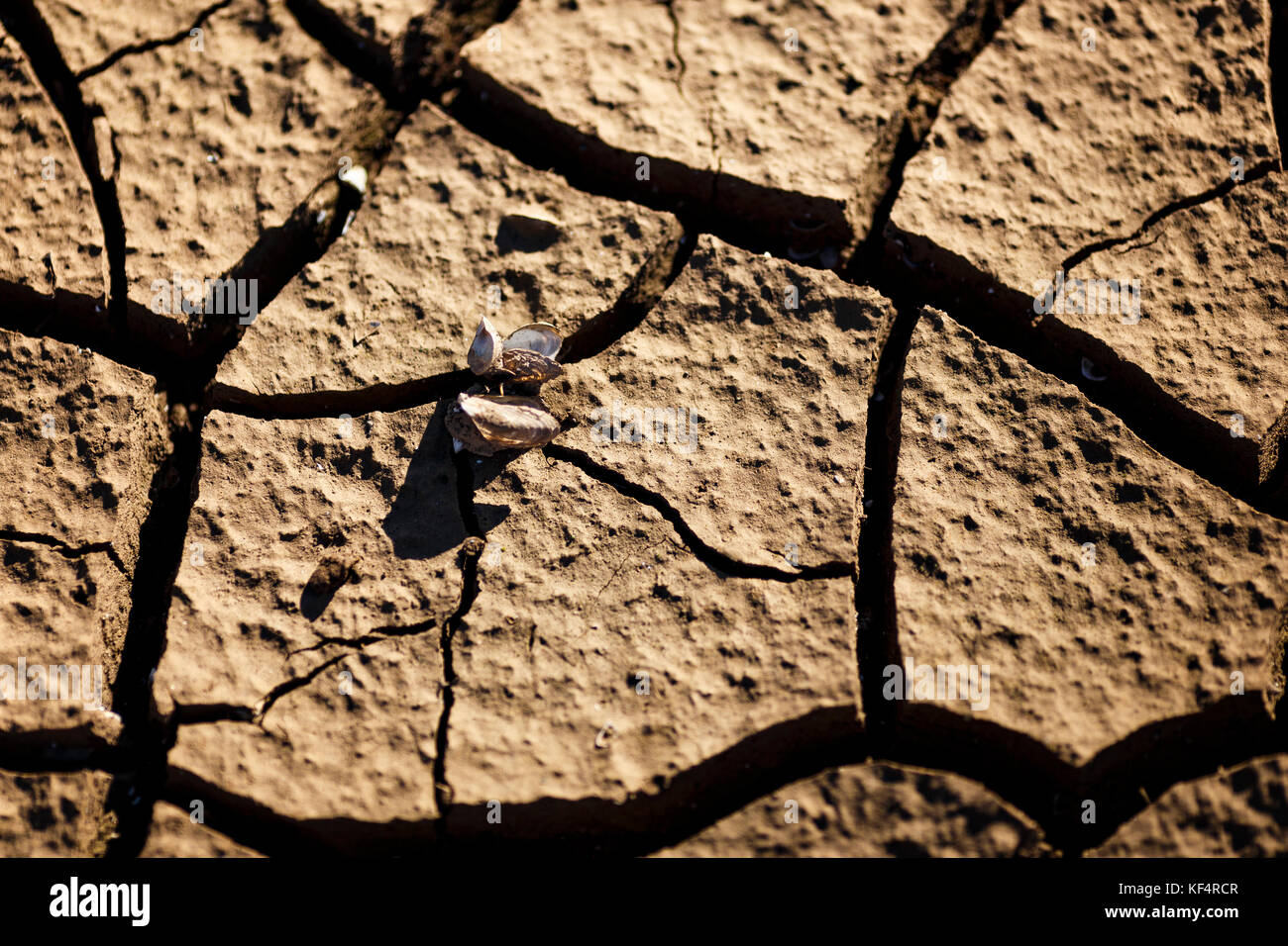Cracks in drought affected earth Stock Photo - Alamy