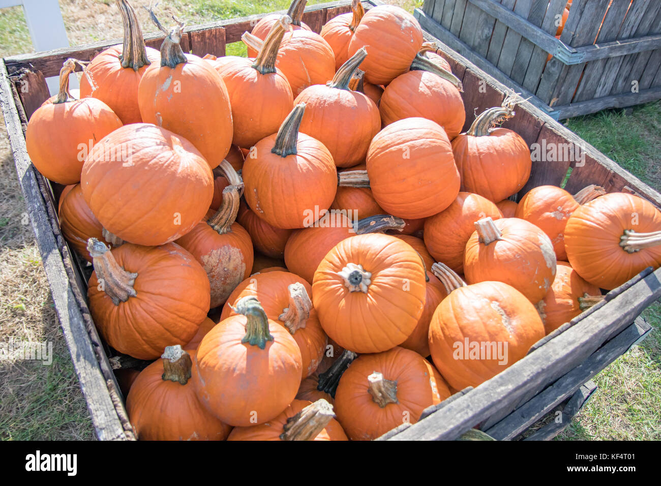 Large wooden crate of pumpkins ready for sale at an orchard Stock Photo ...