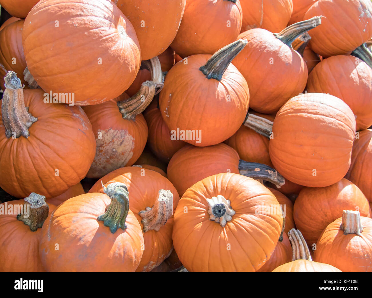 An assortment of round pumpkins for sale at an orchard Stock Photo - Alamy