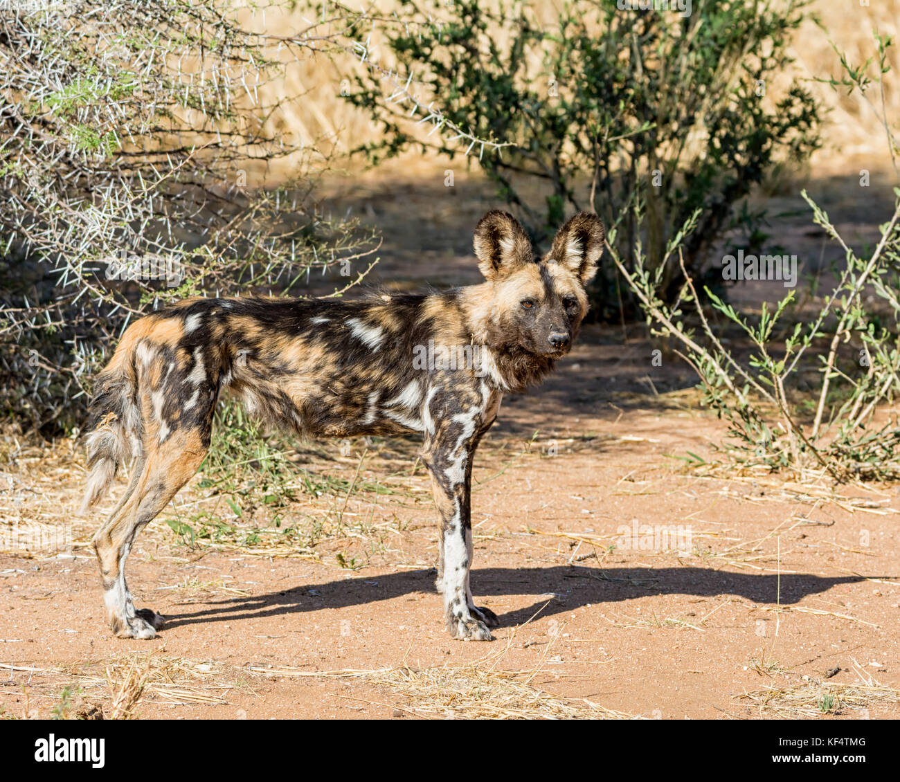 African Wild Dog Lycaon Pictus In Namibia High Resolution Stock ...