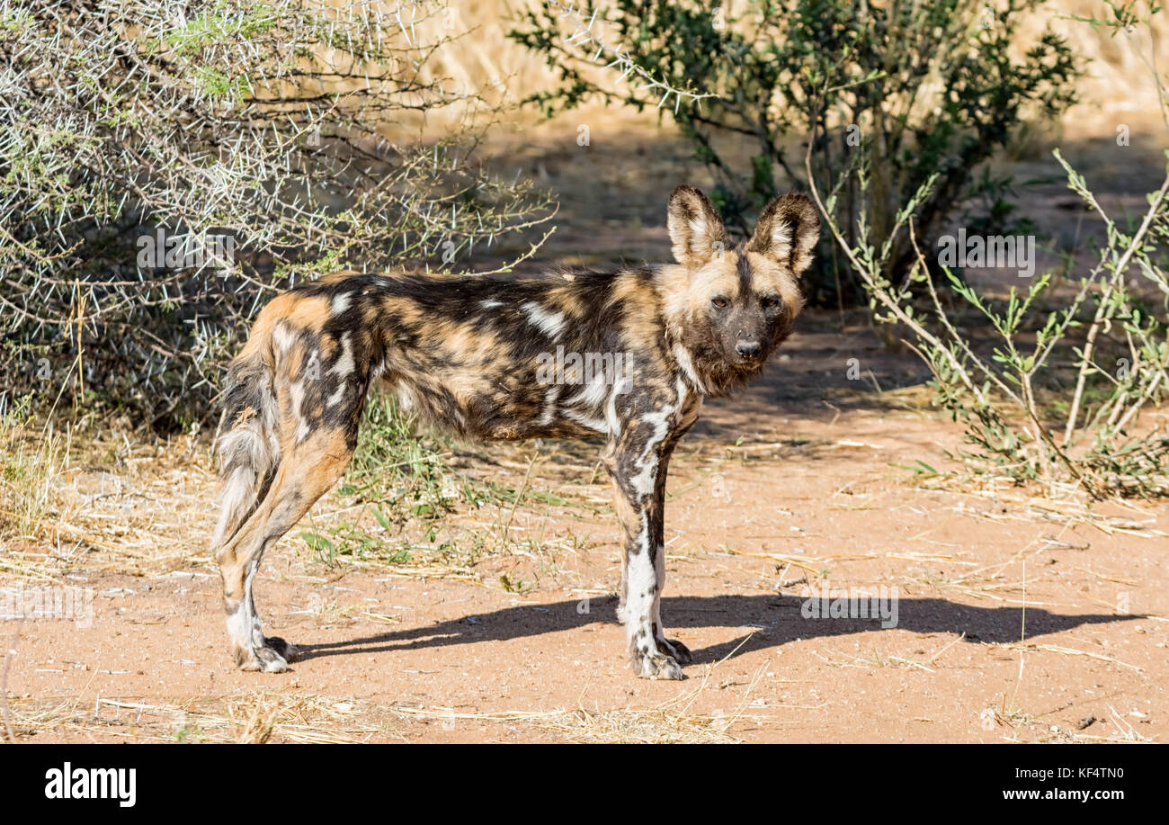 An African Wild Dog in Namibian savanna Stock Photo - Alamy