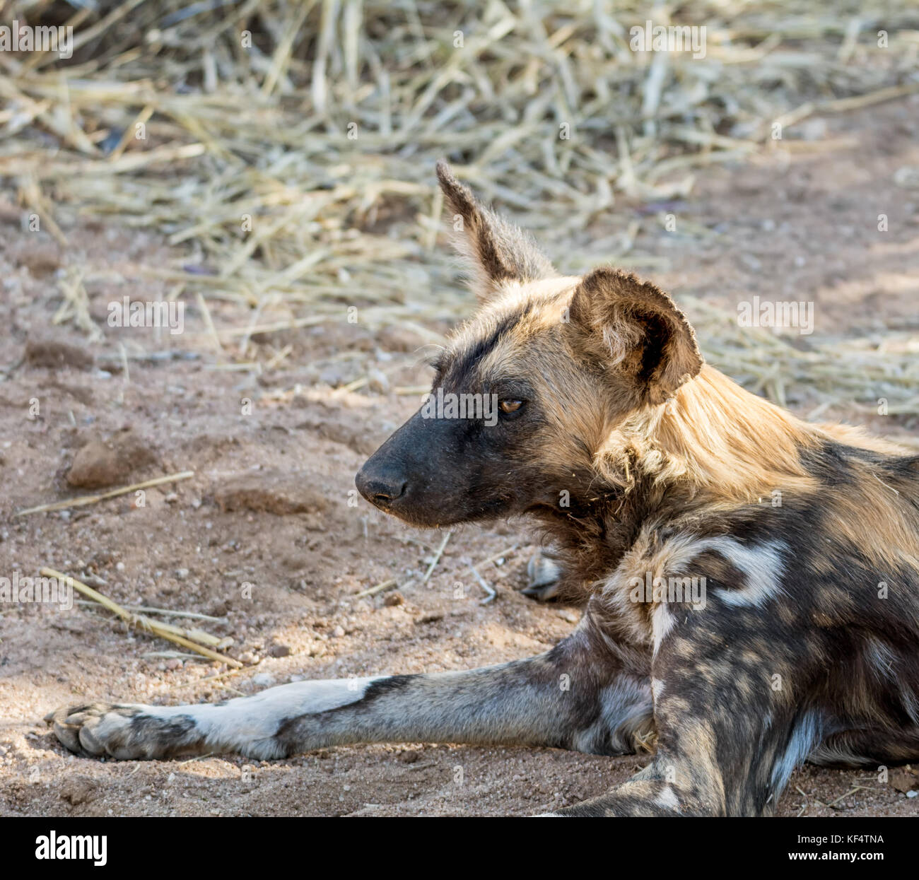 An African Wild Dog in Namibian savanna Stock Photo - Alamy