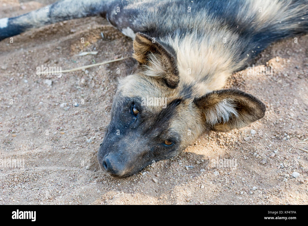 An African Wild Dog in Namibian savanna Stock Photo - Alamy