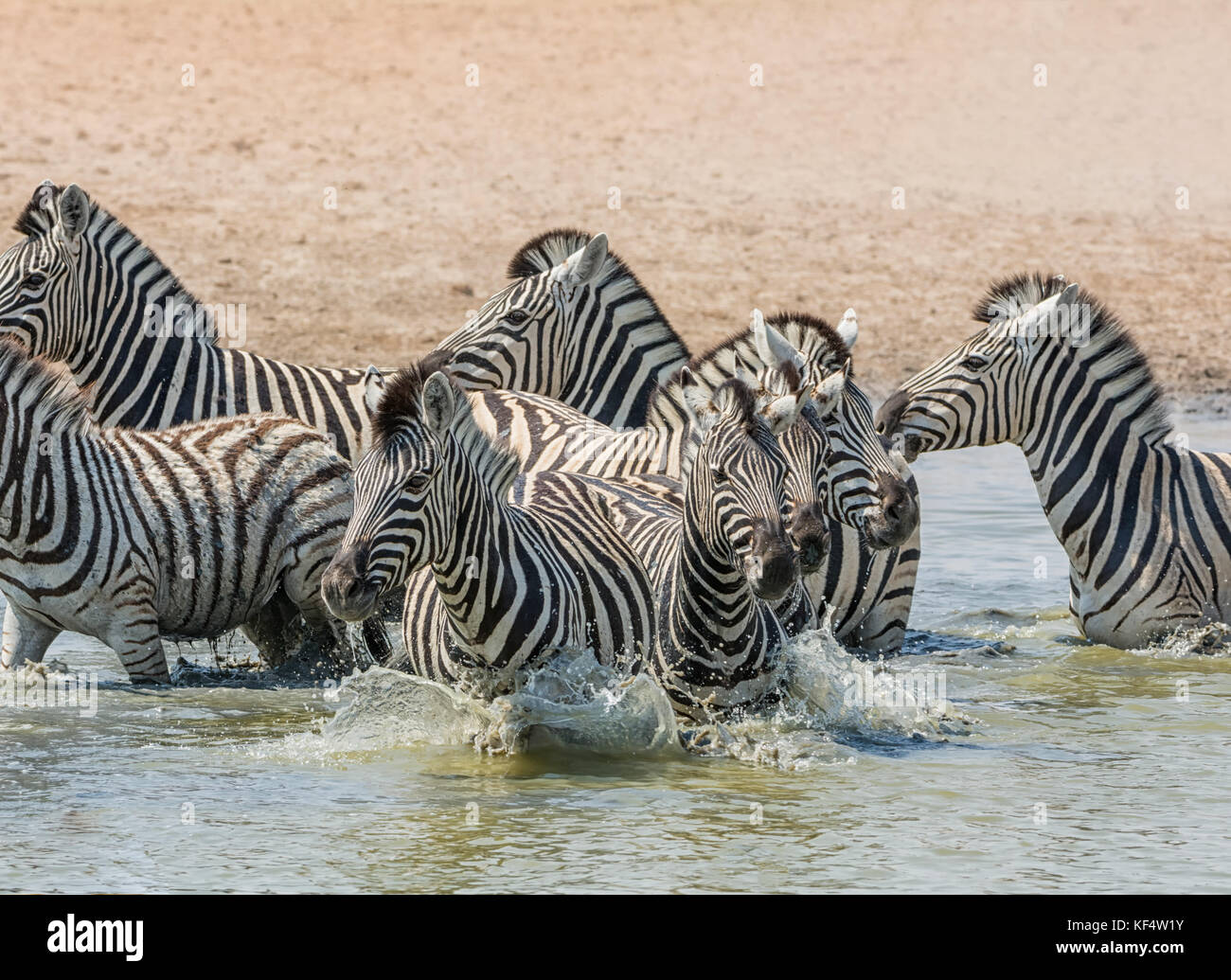 A herd of Zebra crossing a river in Namibian savanna Stock Photo - Alamy
