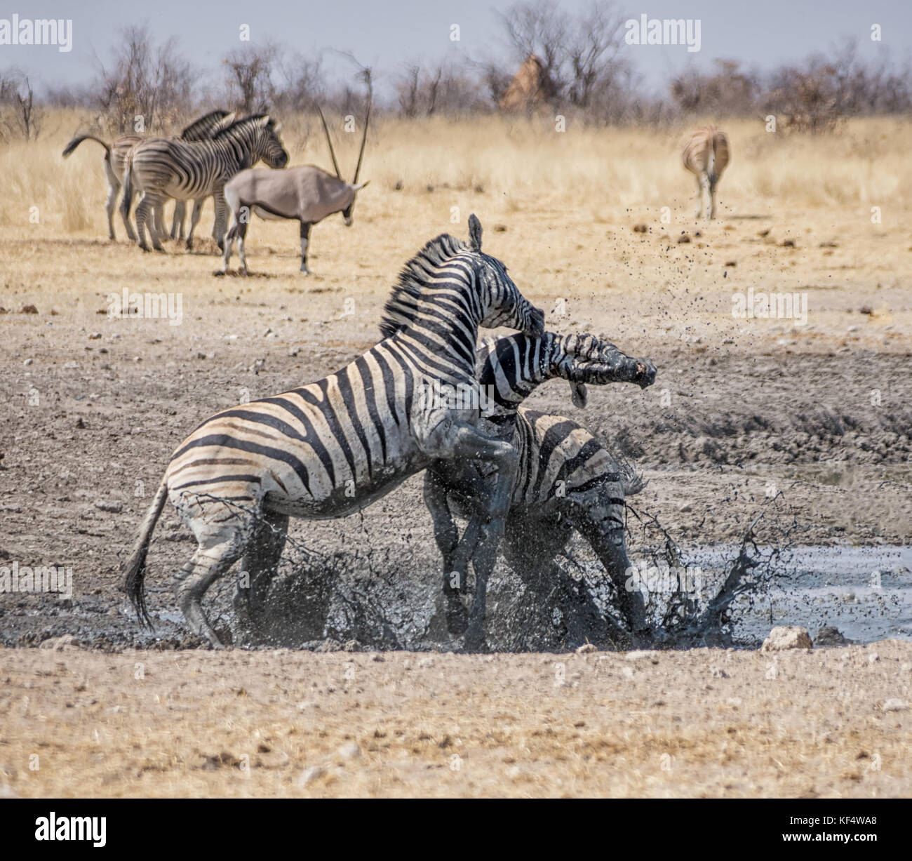 Zebra stallions fighting in the Namibian savanna Stock Photo - Alamy