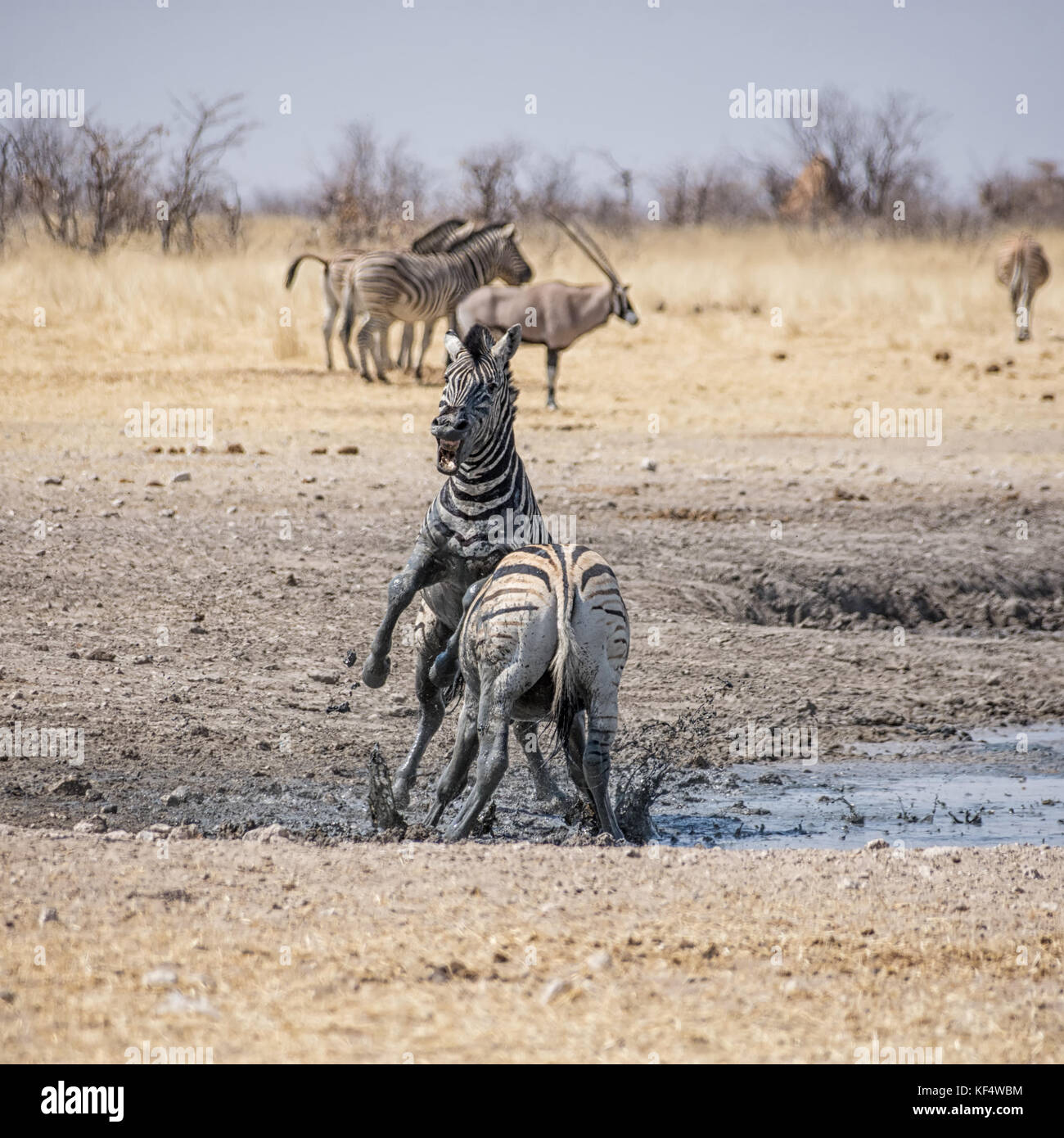 Zebra stallions fighting in the Namibian savanna Stock Photo - Alamy