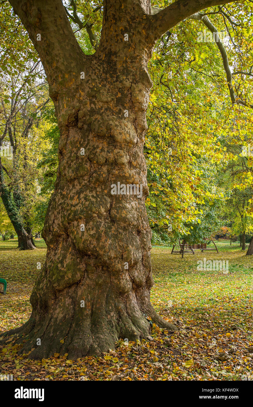 Old tree in the park in fall with yellow foliage Stock Photo - Alamy