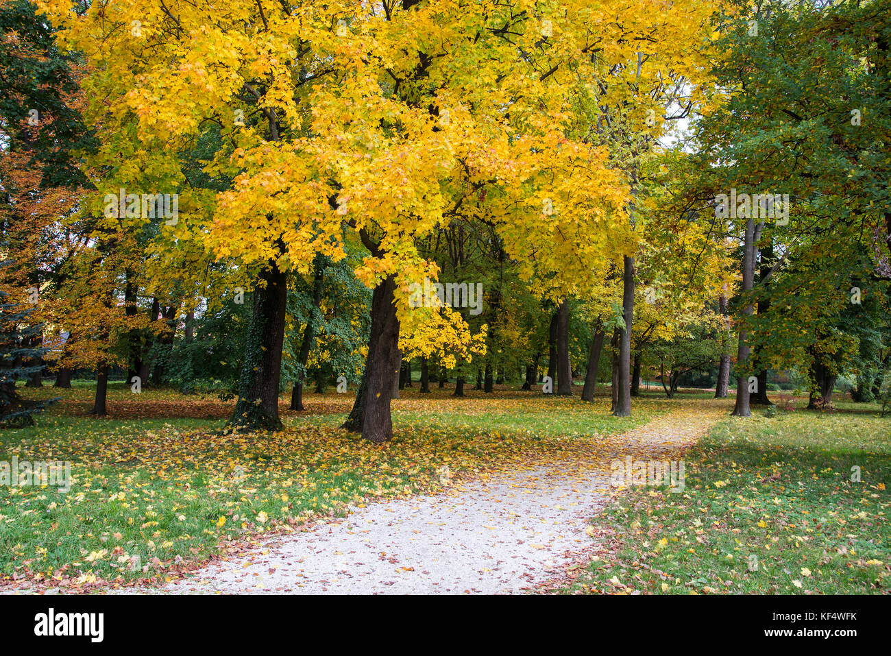 Yellow tree in the park in fall with leaves on the ground Stock Photo ...