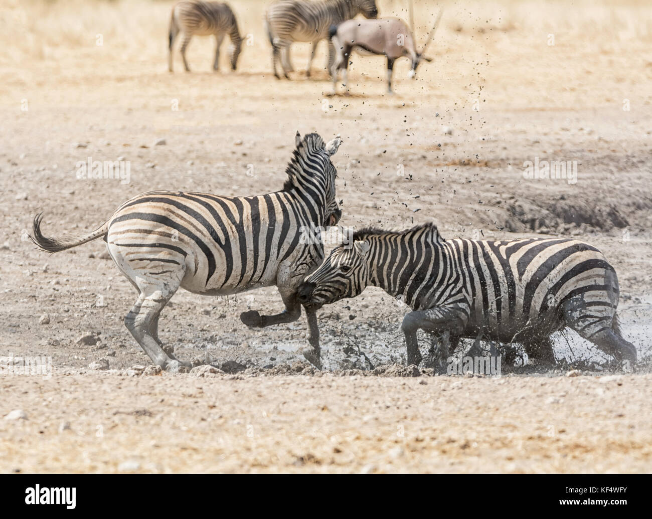Zebra stallions fighting in the Namibian savanna Stock Photo - Alamy