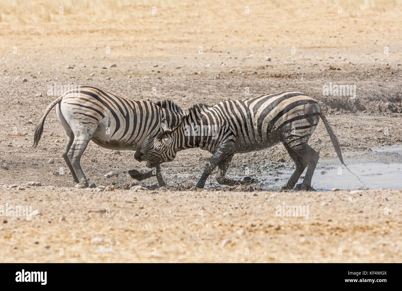 Zebra stallions fighting in the Namibian savanna Stock Photo - Alamy